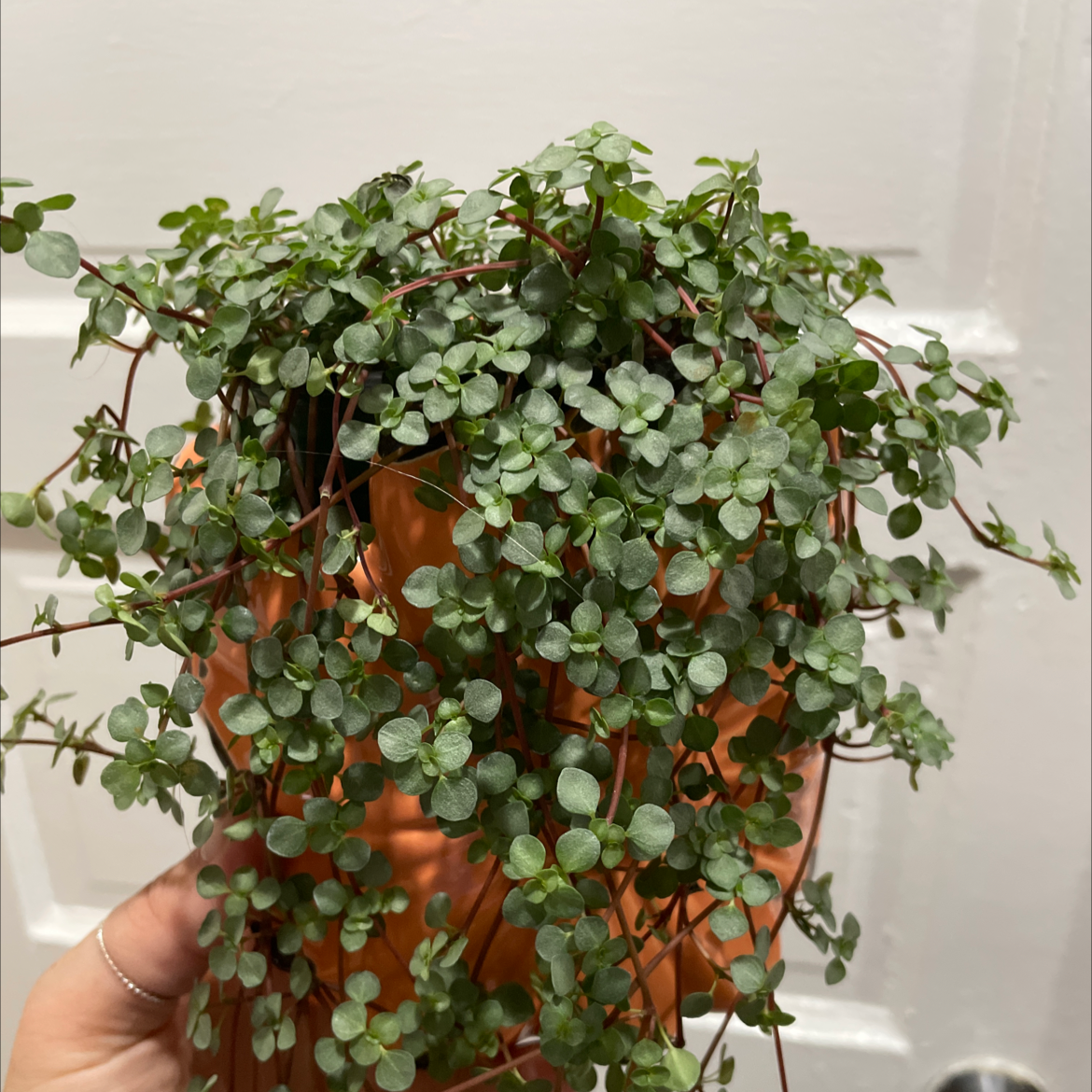 Pilea 'Aquamarine' - Ultimate Guide to Fertilizing