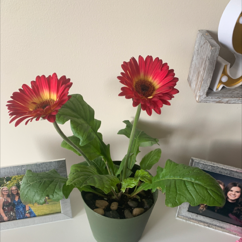 What Temperature Does My Gerbera Need?