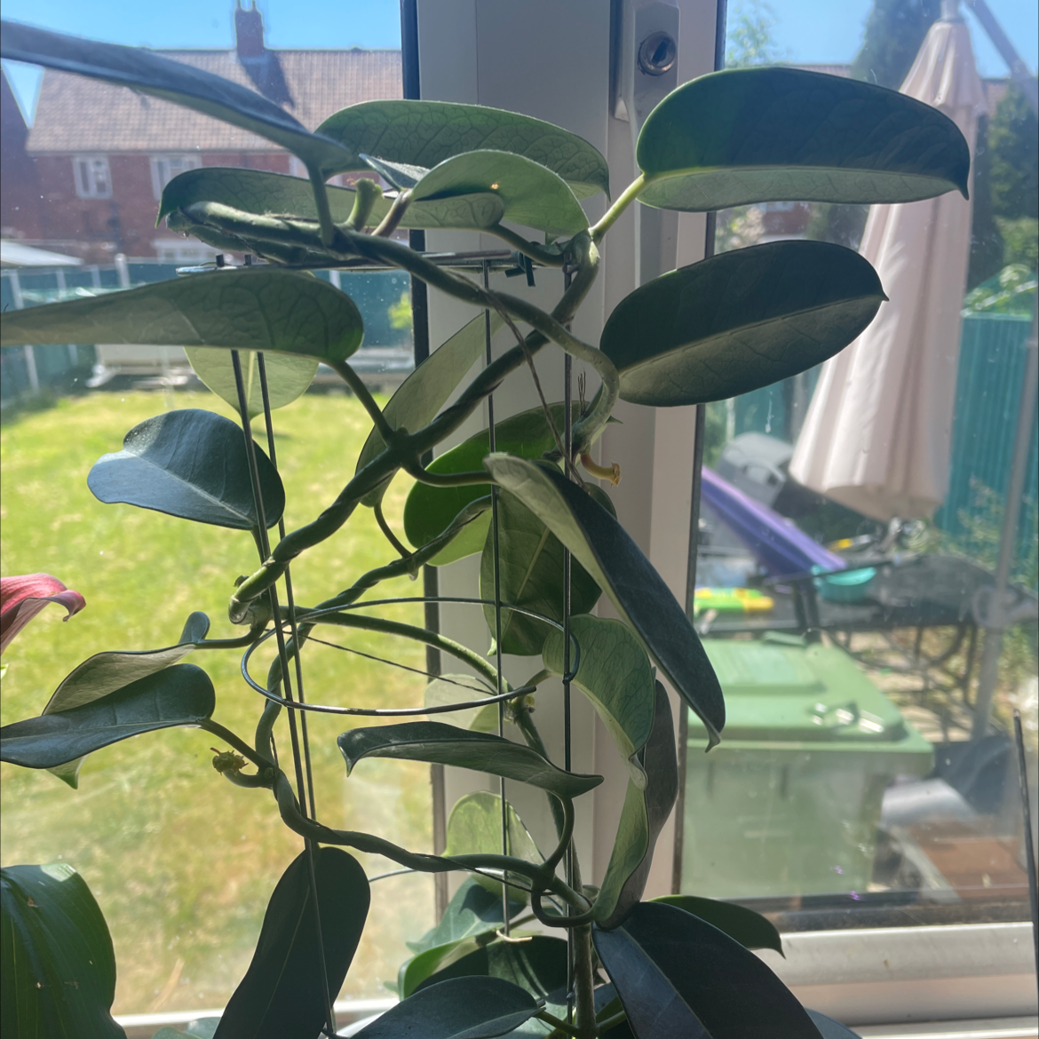 Symbolism and Benefits of the Stephanotis