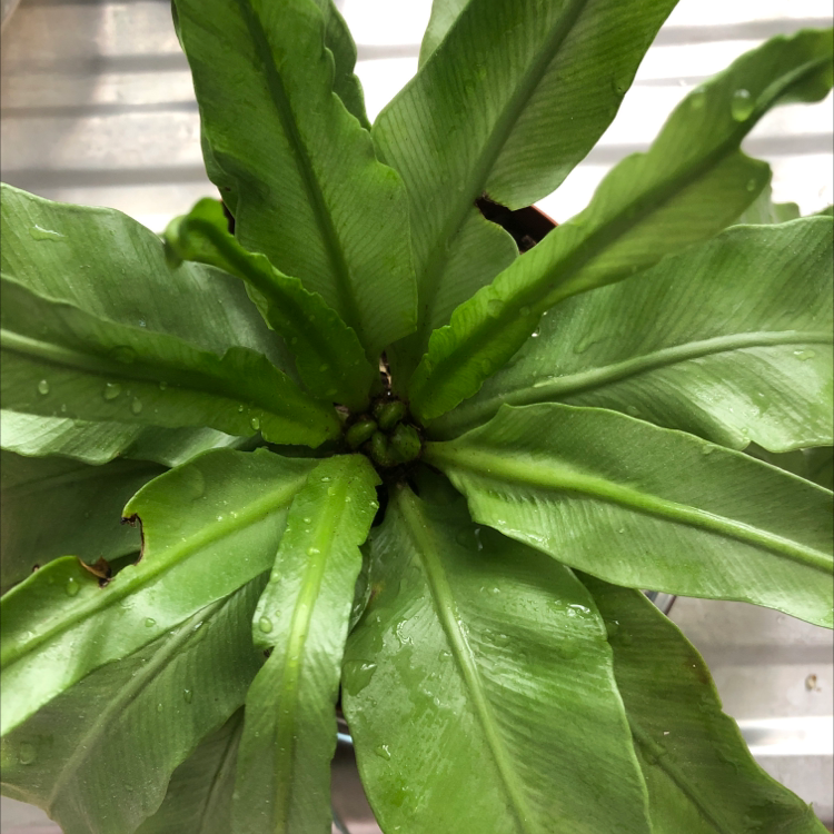 Propagating My Japanese Bird's Nest Fern: Step-by-Step Guide