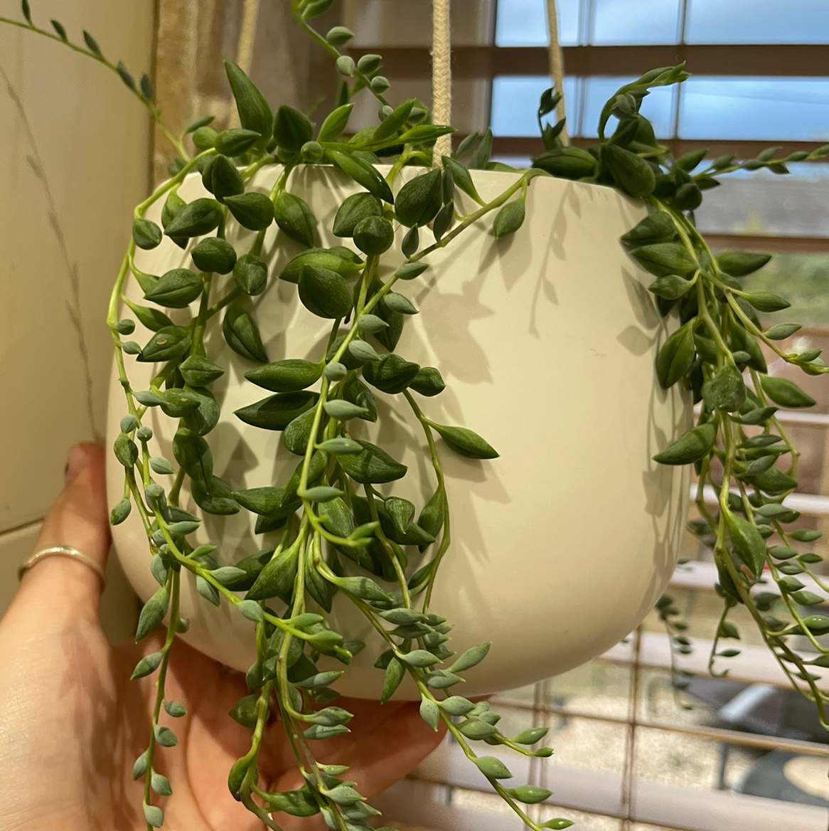 10 Benefits of Having a Variegated String of Pearls