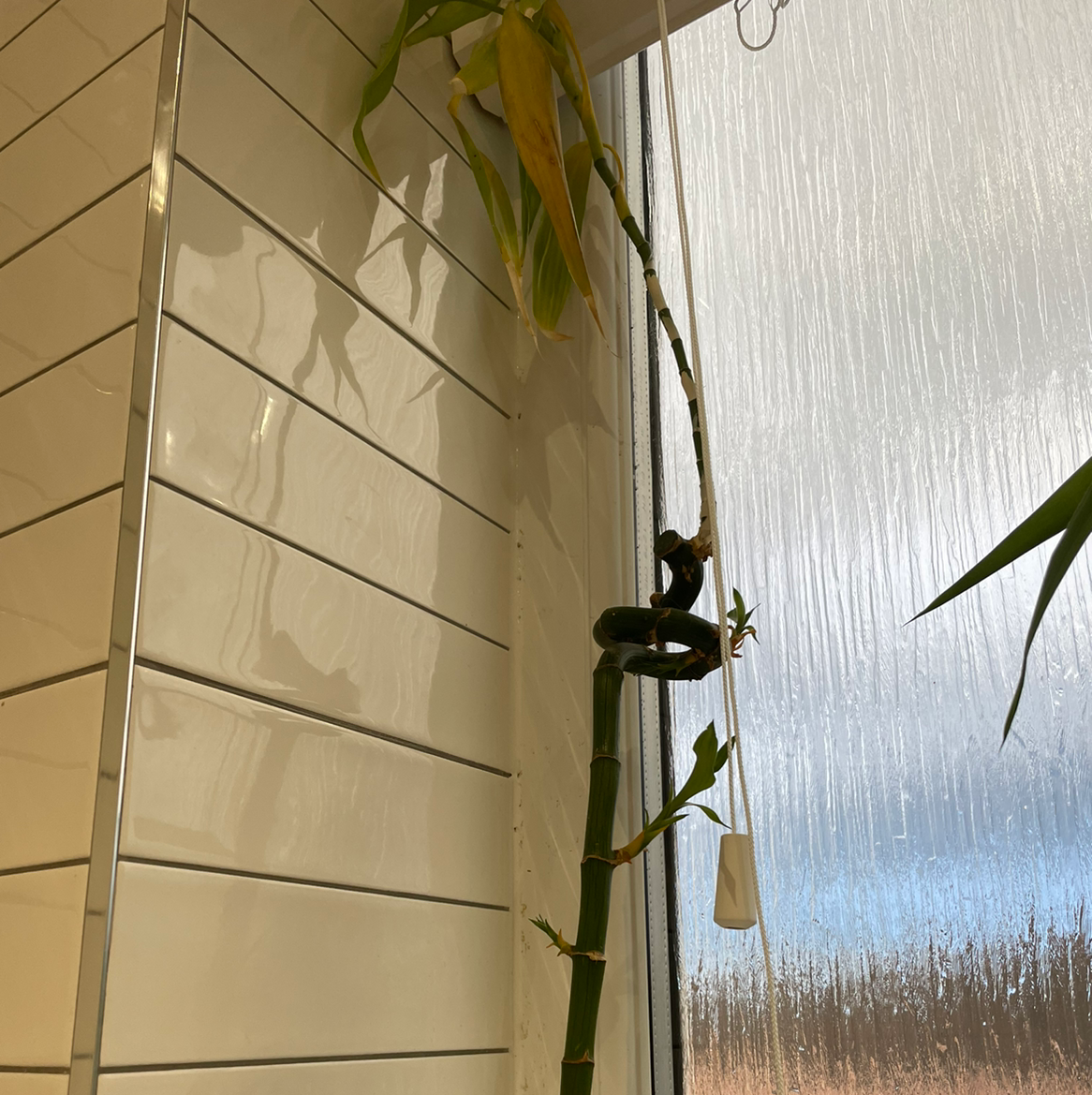 How Do I Cure common bamboo root rot?