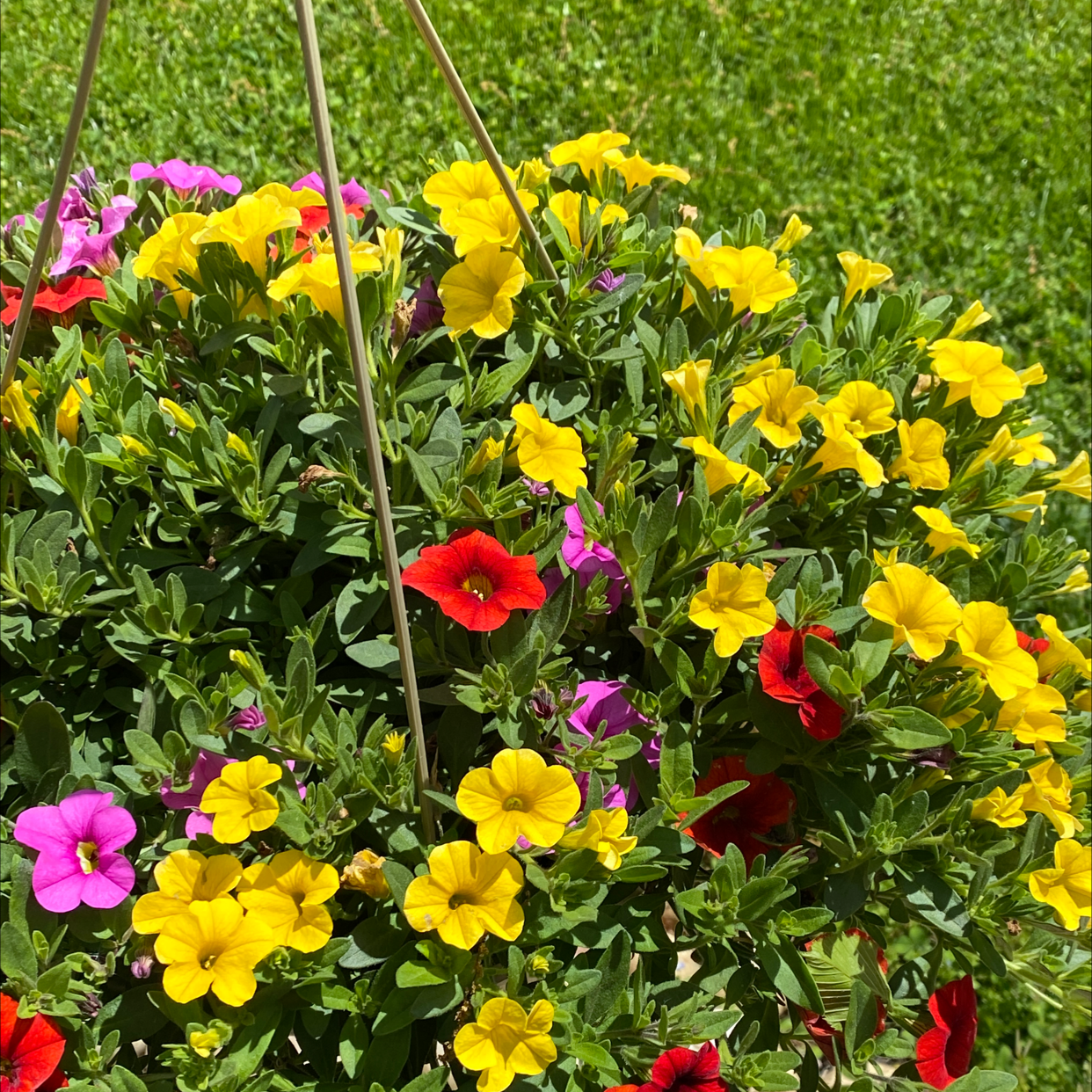 How to Prune Million Bells