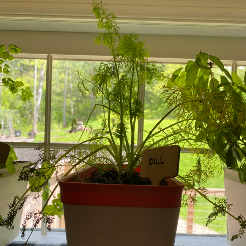 Why Are There Brown Spots on My Dill Leaves?