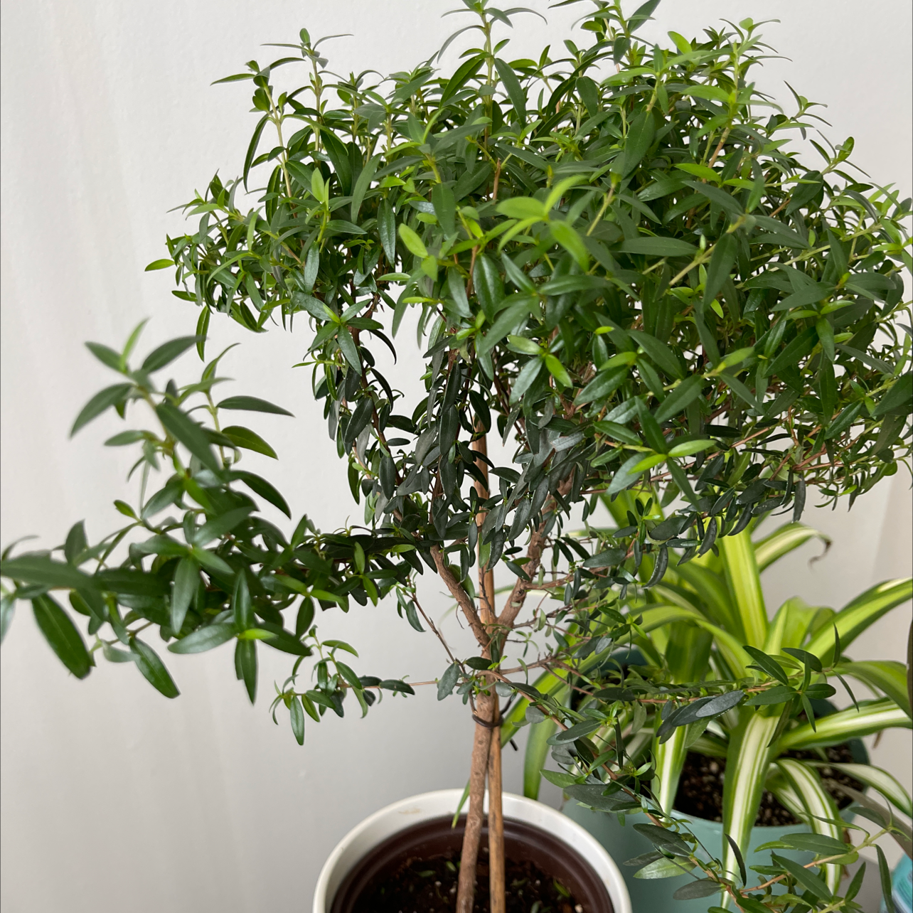 How to Prune Common Myrtle