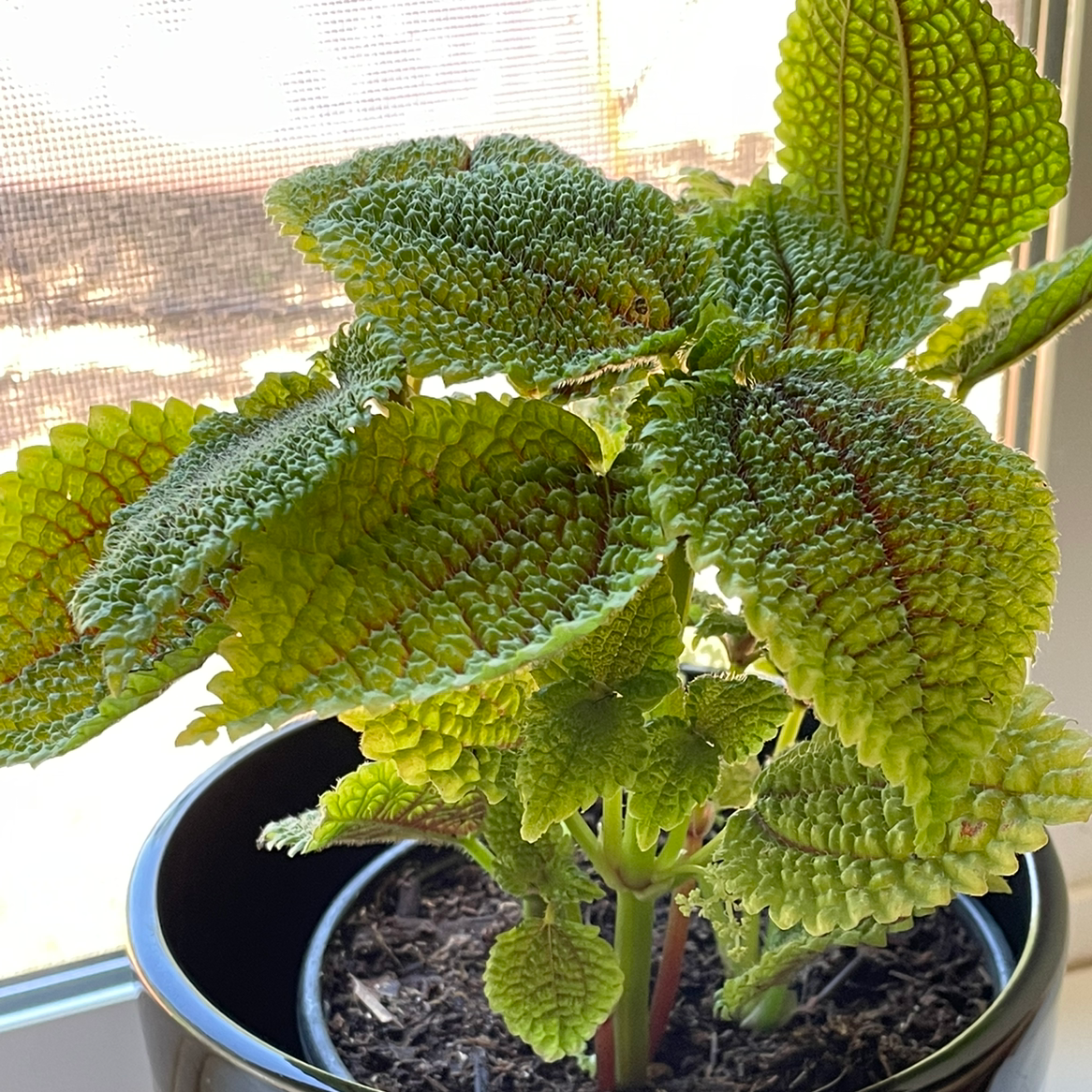 10 Advantages of Having a Pilea 'Moon Valley'