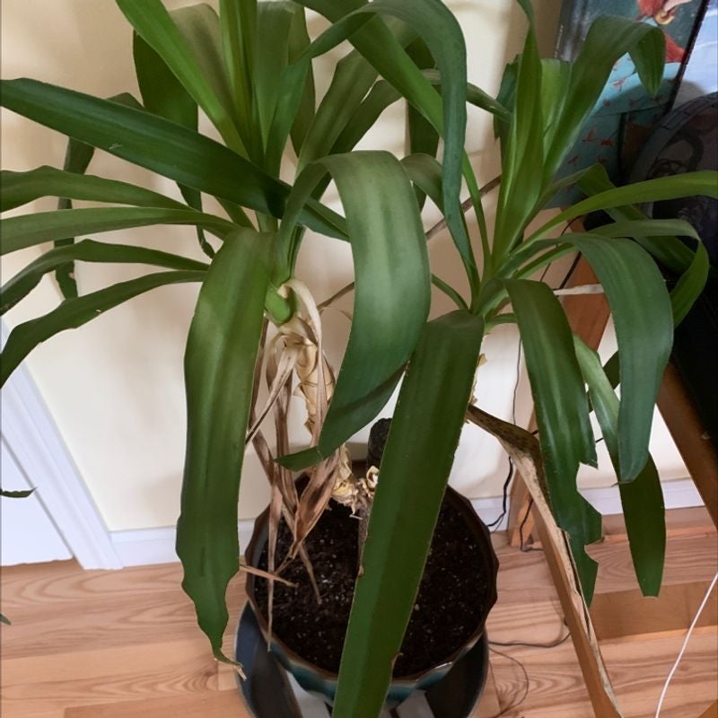 Why Does My Blue-Stem Yucca Have Yellow Leaves? 🍂