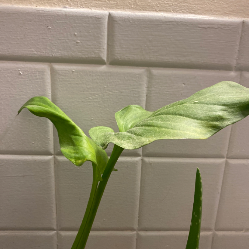 Calla Lily - Fertilizing 101