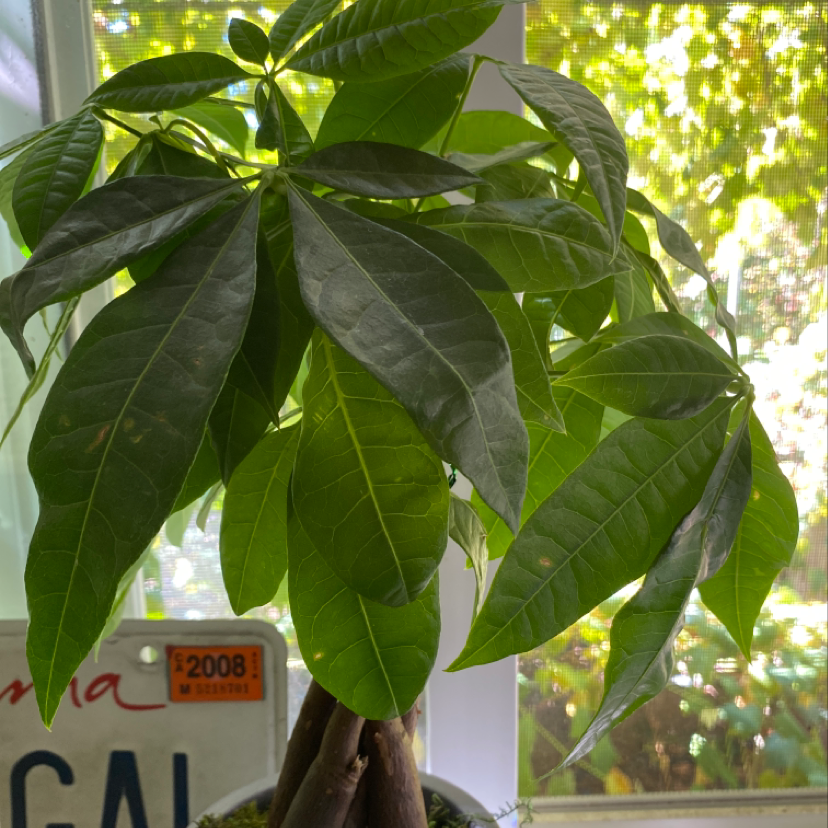 💰 How Should Money Tree Be Cut Back?