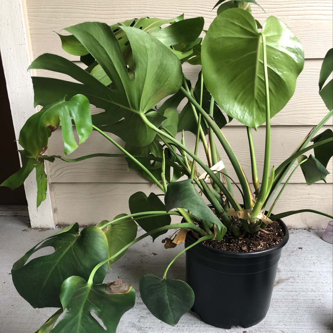 Lilo | A plant by Bagel on Greg