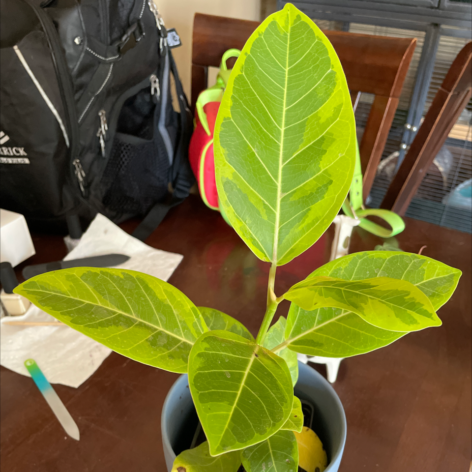 Soil Recommendations for Council Tree