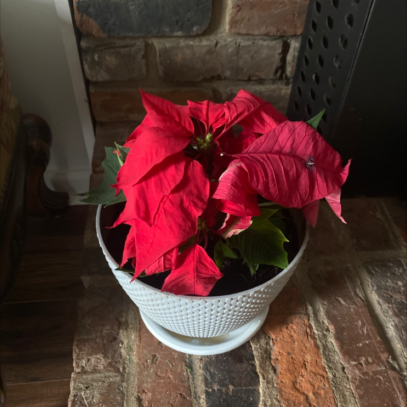Best Potting Soil Mix For Poinsettia
