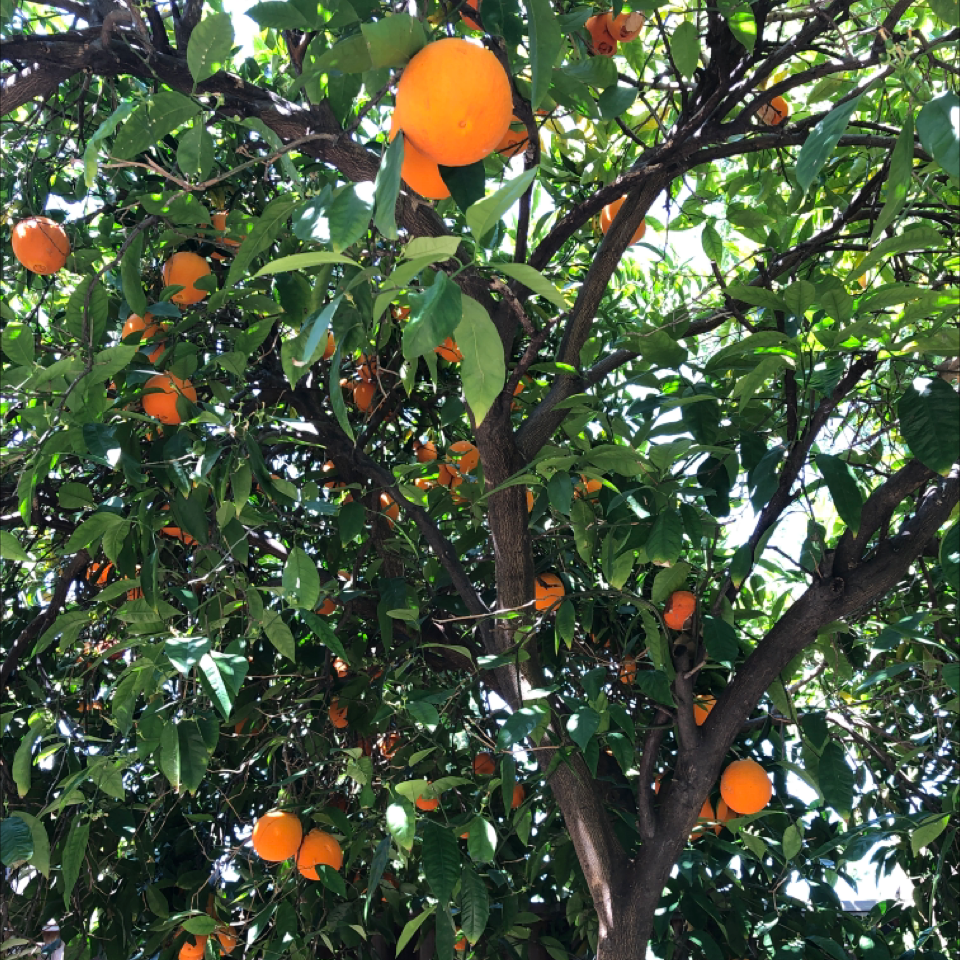 🍊 What Temperature Does My Orange Tree Need?