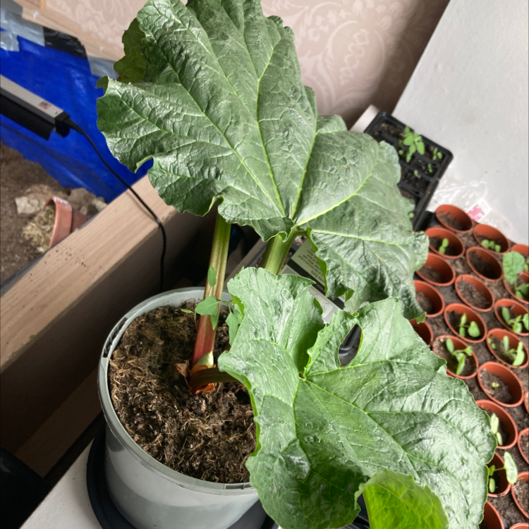 Symbolism and Benefits of the Rhubarb