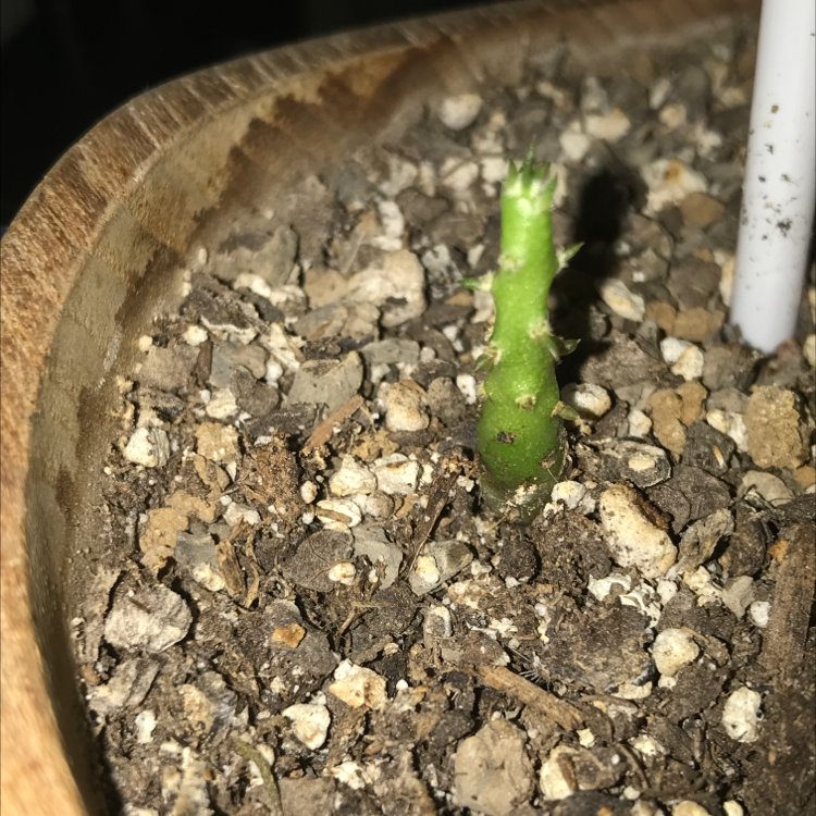 🌵 10 Benefits of Having an Eve's Needle Cactus