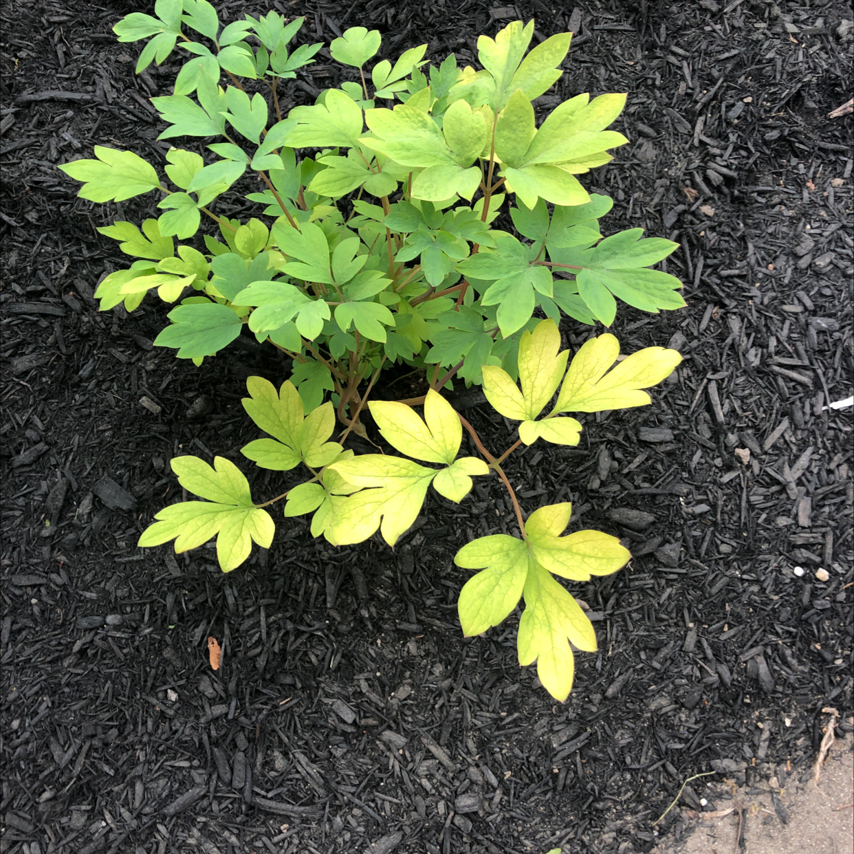 💔 Why Are My Bleeding Heart Leaves Droopy?