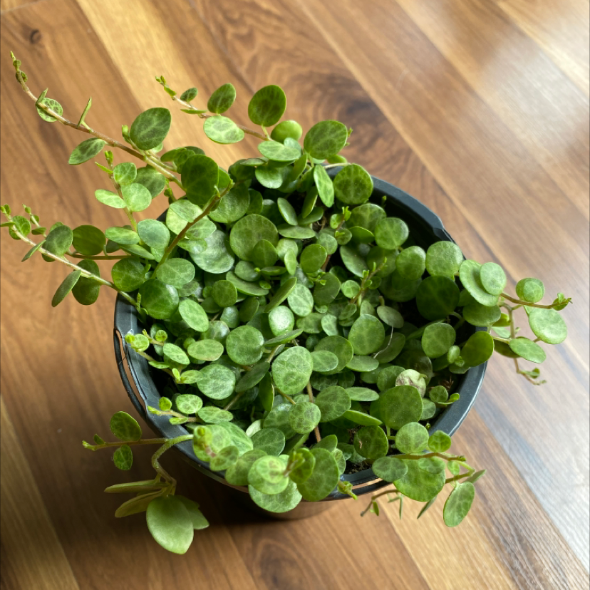 🐢 Propagating Your String of Turtles: Step-by-Step Guide