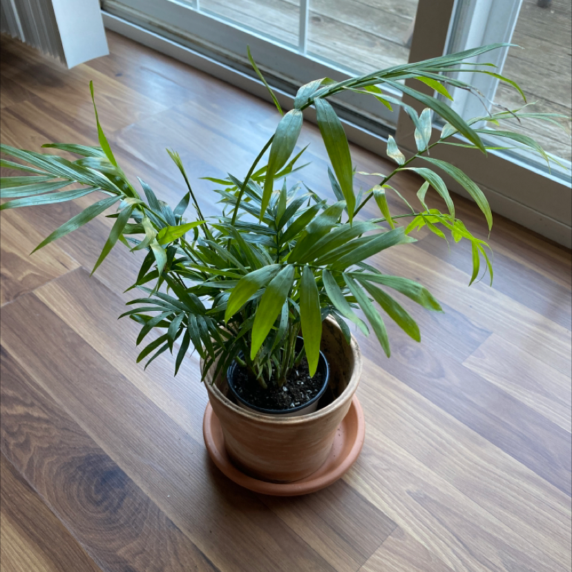 Why Are My Parlour Palm Leaves Falling Over?