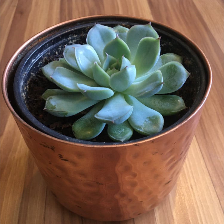 Golden Ingot Ivy Care 101: Water, Light & Growing Tips