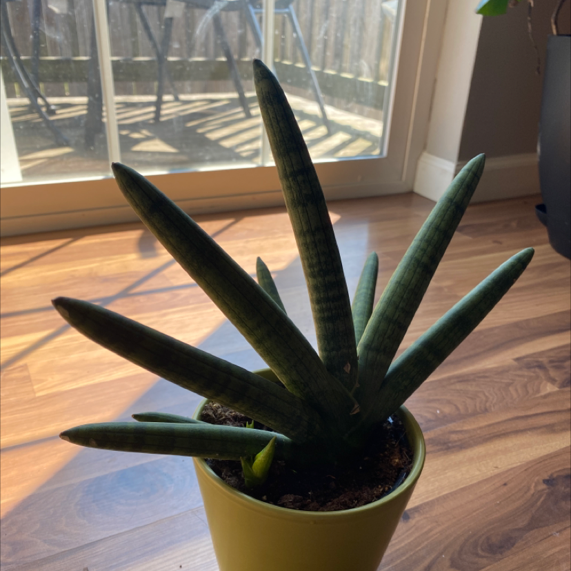 🐍 How Can You Tell If A Cylindrical Snake Plant Is Dying?
