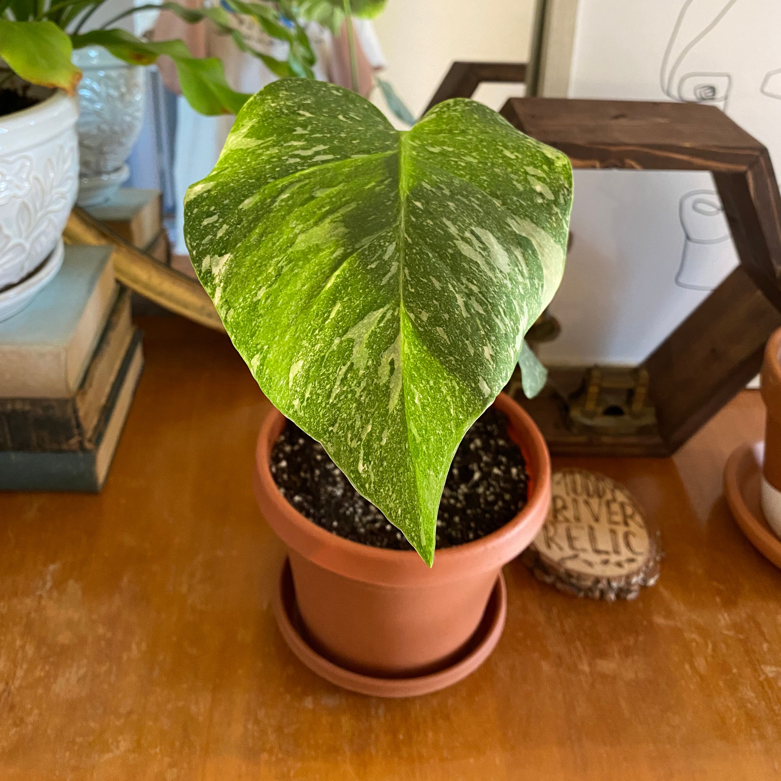 🌞 Light Requirements For Your Thai Constellation Monstera