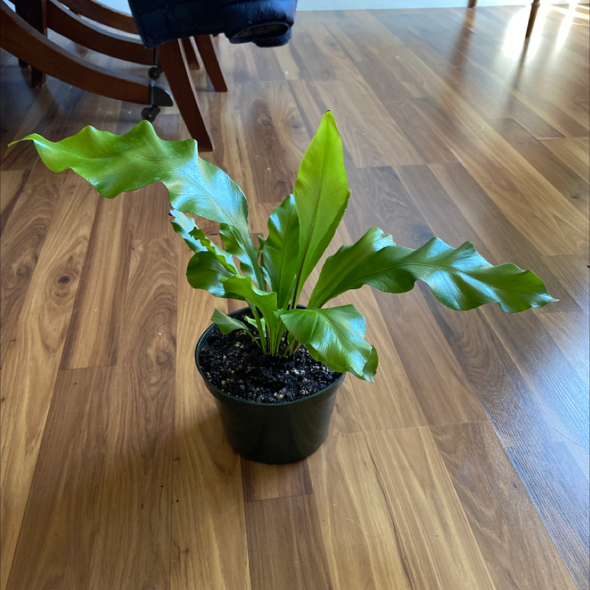 🐦 When And Where Should I Trim My Bird's Nest Fern?