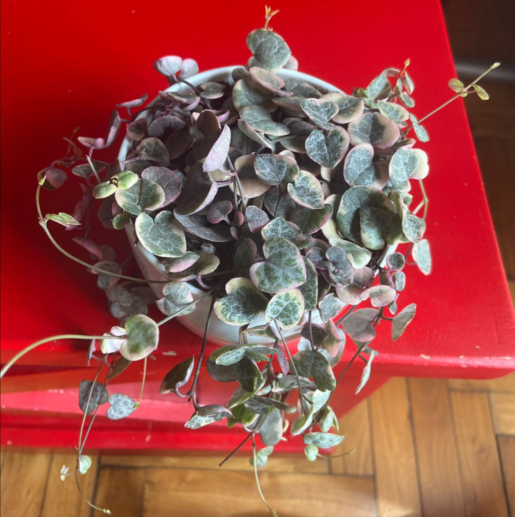 How to Know When to Repot a String of Spades?