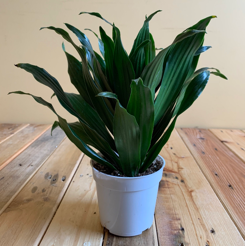 10 Benefits Of Having A Dracaena 'janet Craig Compacta' 👍
