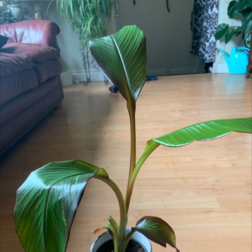 🍌 Year-Round Light Requirements For Your Dwarf Banana