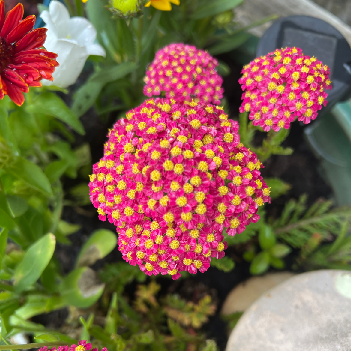 My Yarrow's Light Needs