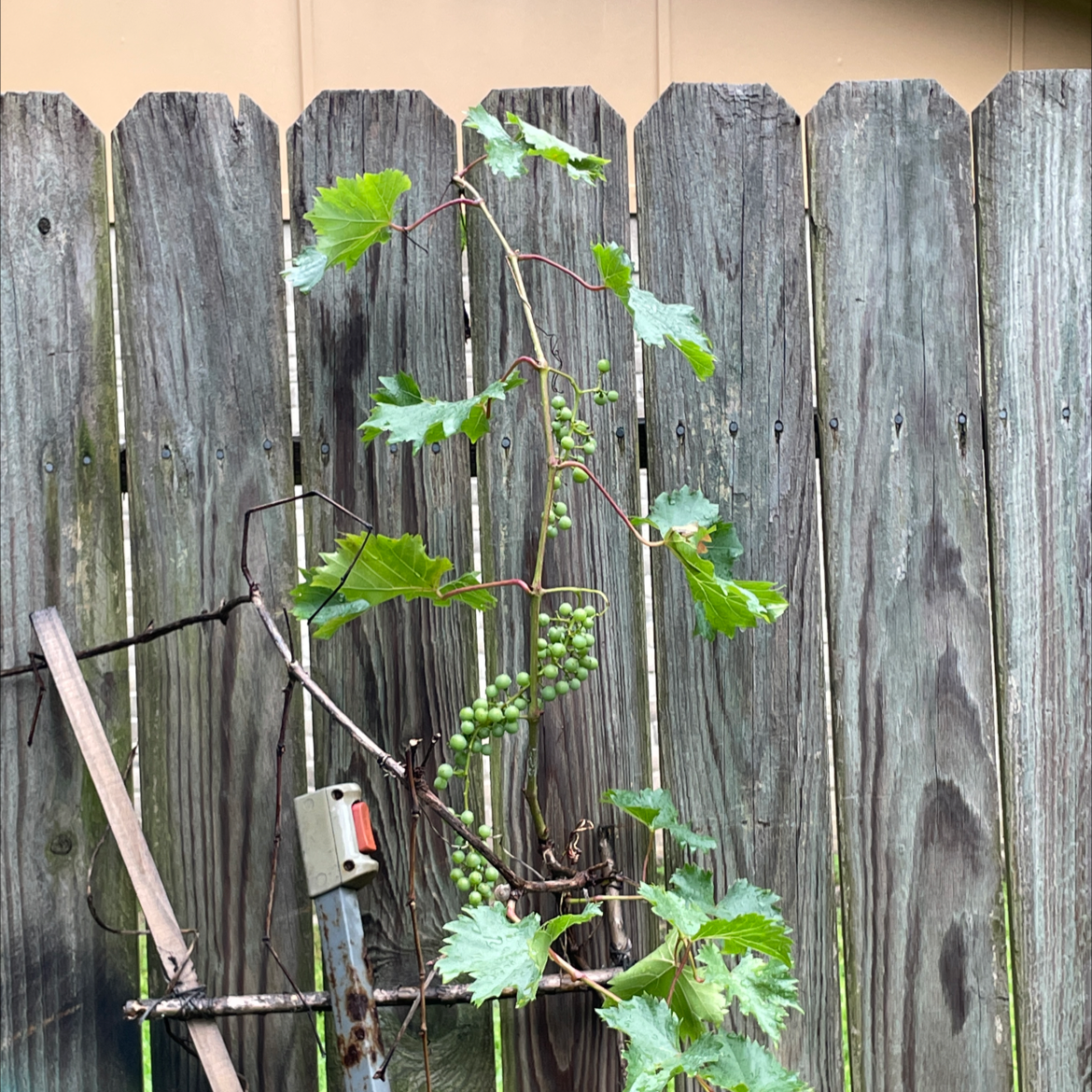 🍷 Why Are My Wine Grape Leaves Curling?