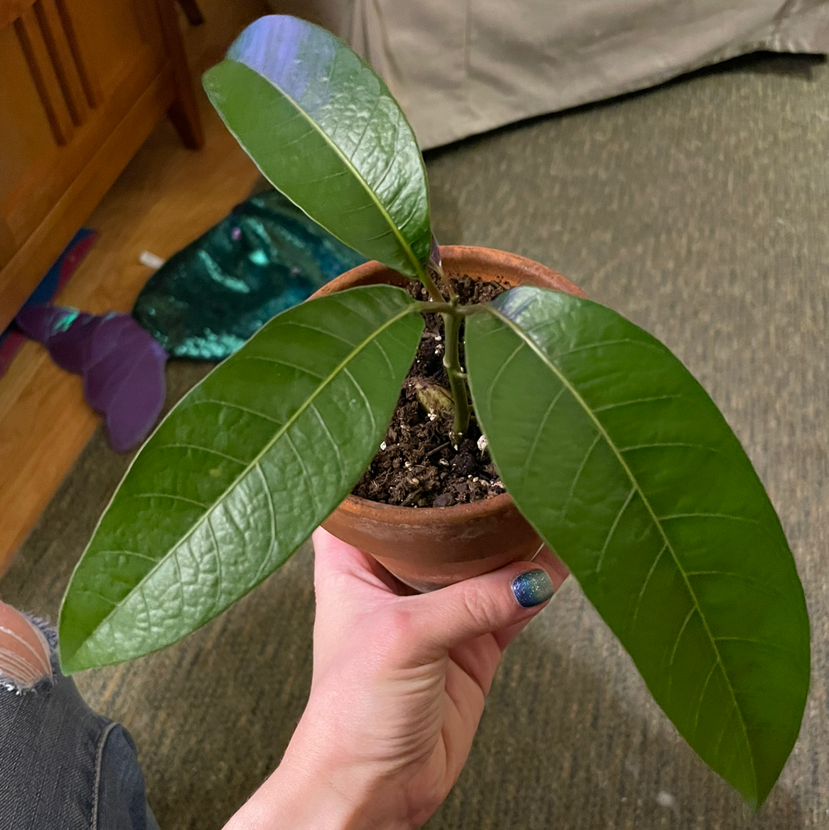 🥭 Why Are My Mango Leaves Curling?