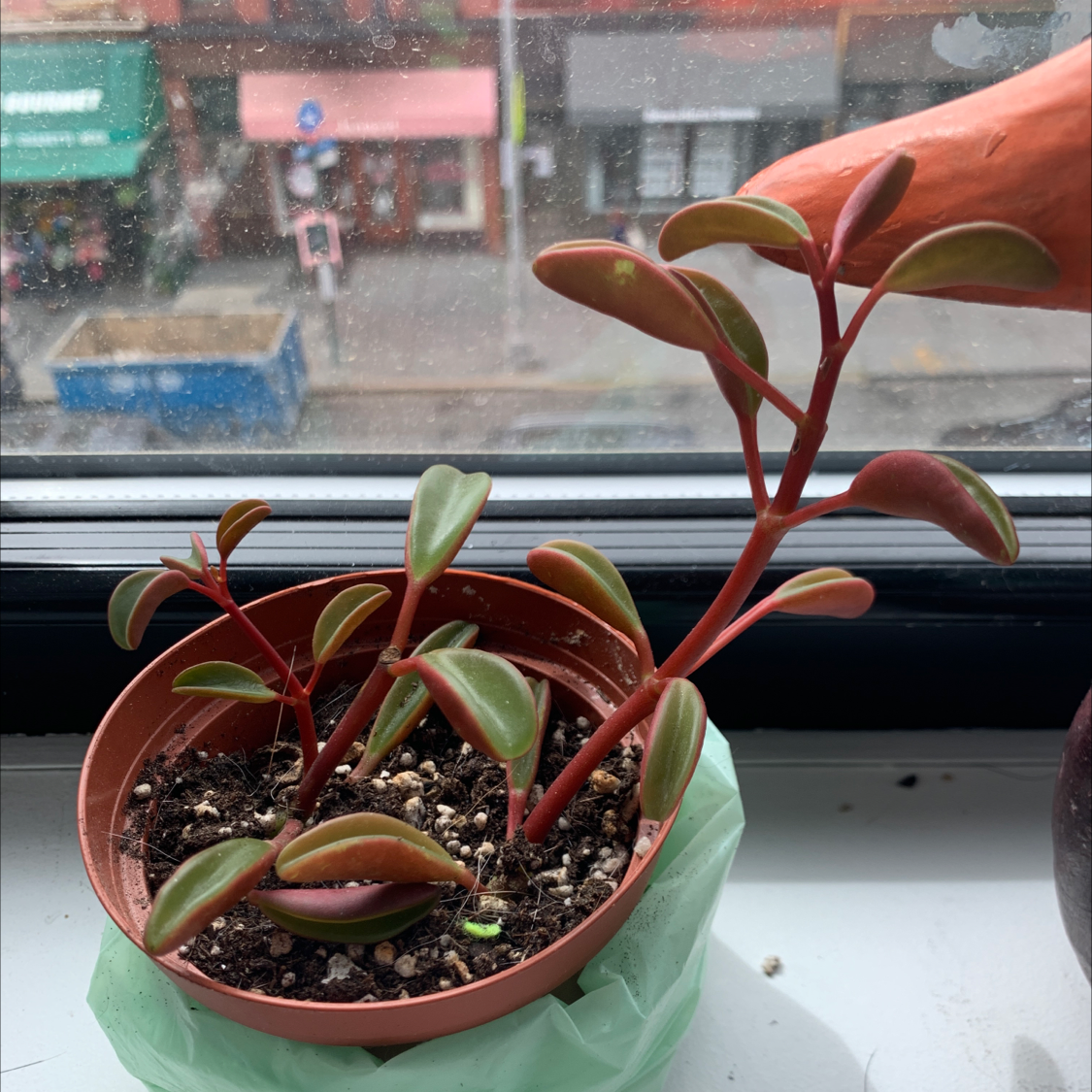 Black Spots on My Peperomia graveolens 'Ruby Glow' Leaves