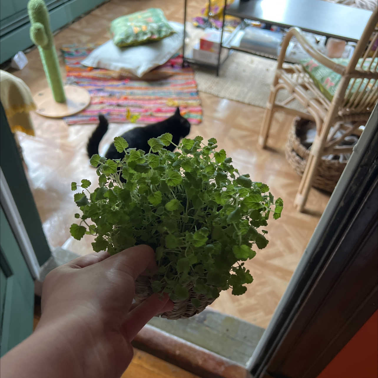 Propagating My Catnip: Step-by-Step Guide 🐱