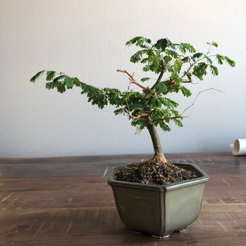 Your Brazilian Rain Tree's Light Needs