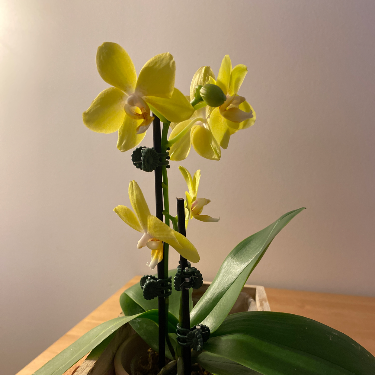 Phantom Orchid Plant Care: Water, Light, Nutrients | Greg App 🌱