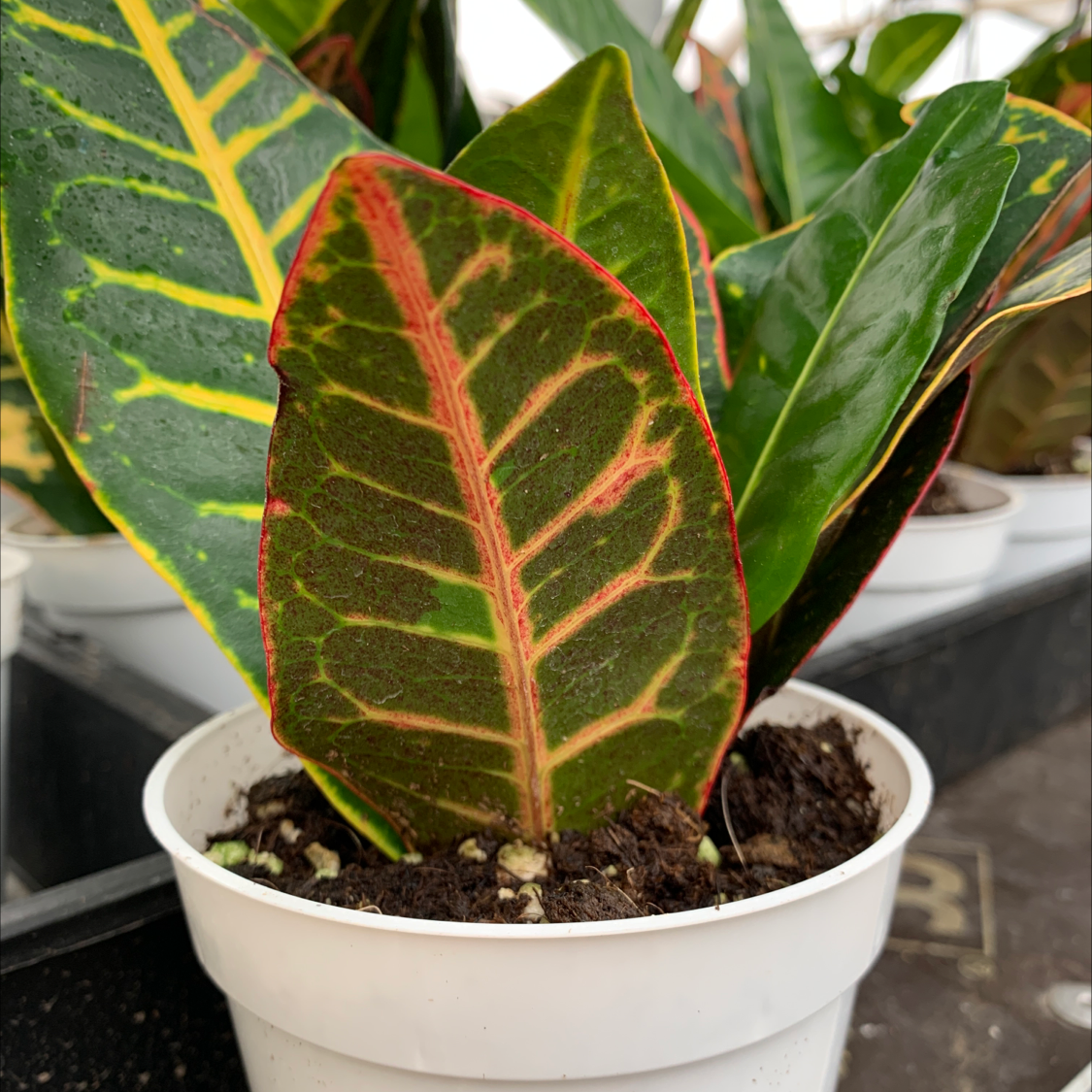 My Oakleaf Croton's Sunlight Needs