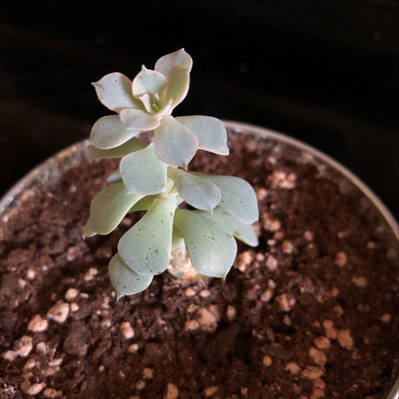 👻 10 Benefits Of Having A Ghost Plant