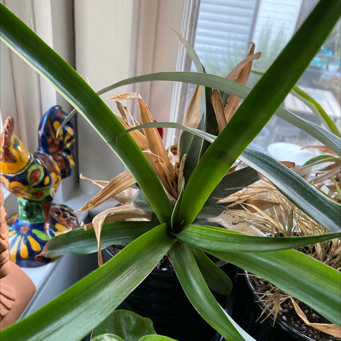 How To Get A Pineapple To Bloom 🍍