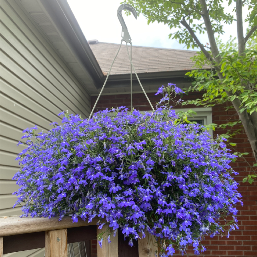 🐛 What To Do About Bugs on My Edging Lobelia?