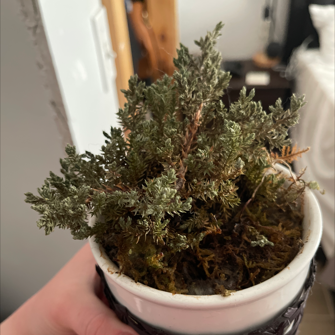 Diagnosing creeping juniper root rot