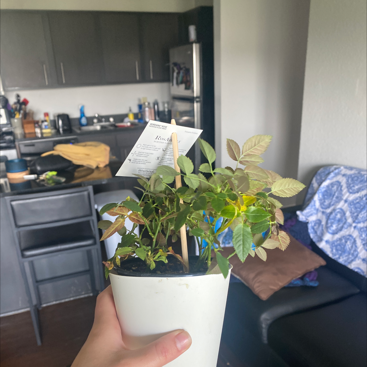 Why Are My Tea Rose Leaves Turning Yellow?