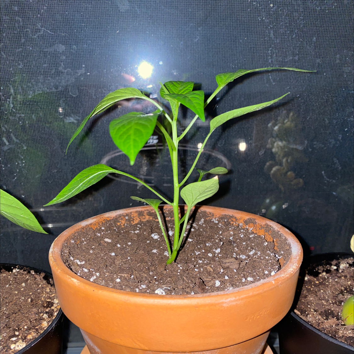 How To Cure 🌶️ Pepper Plant Leaves Dropping