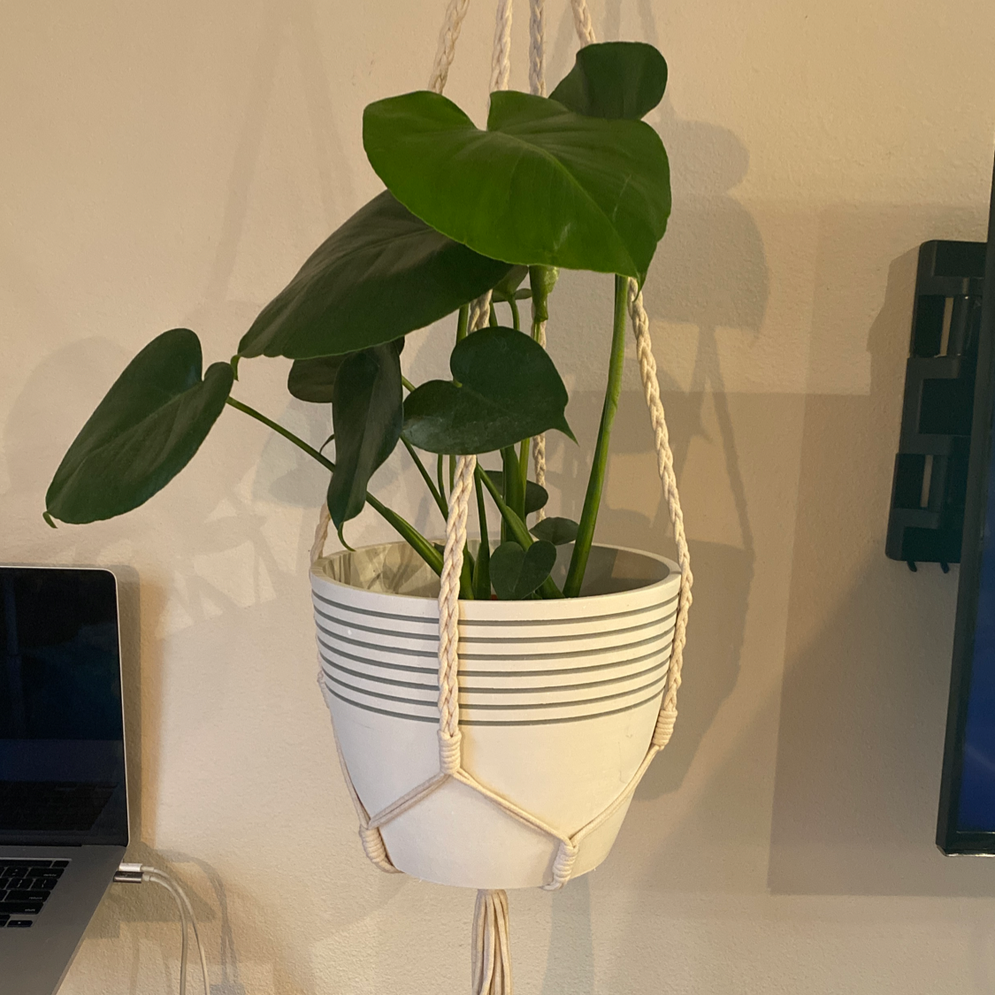 How to Get a Dwarf Monstera Deliciosa to Bloom