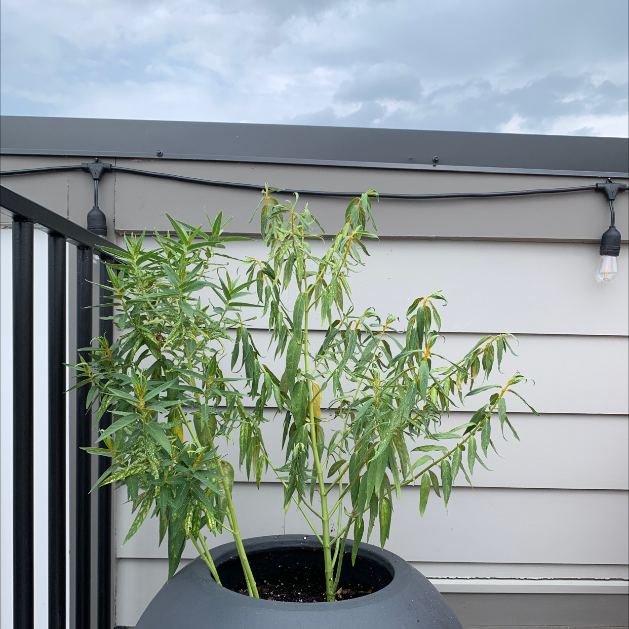 🦋 How and When Should I Cut Back My Swamp Milkweed?