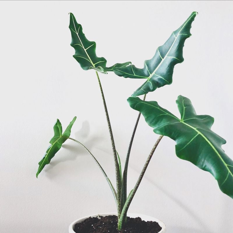 Best Soil Potting Mix for Green Arrow-Arum