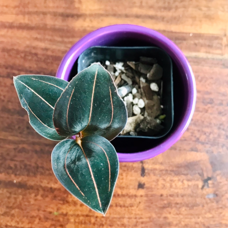 Sea Turtle Jewel Orchid Plant Care: Water, Light, Nutrients | Greg App 🌱