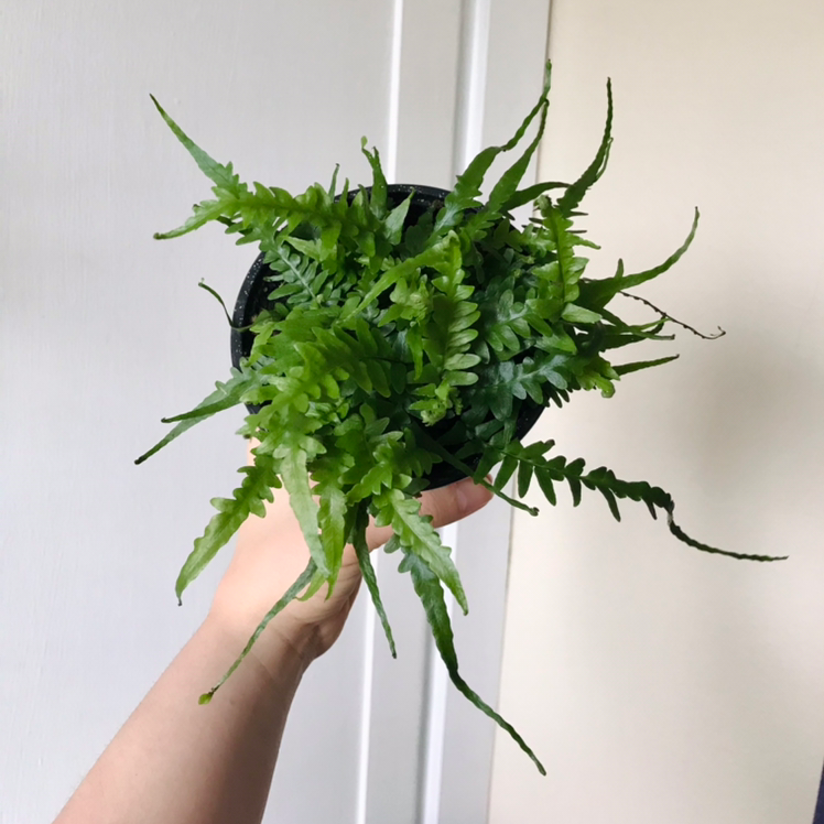 Asplenium Ebenoides Plant Care: Water, Light, Nutrients | Greg App 🌱
