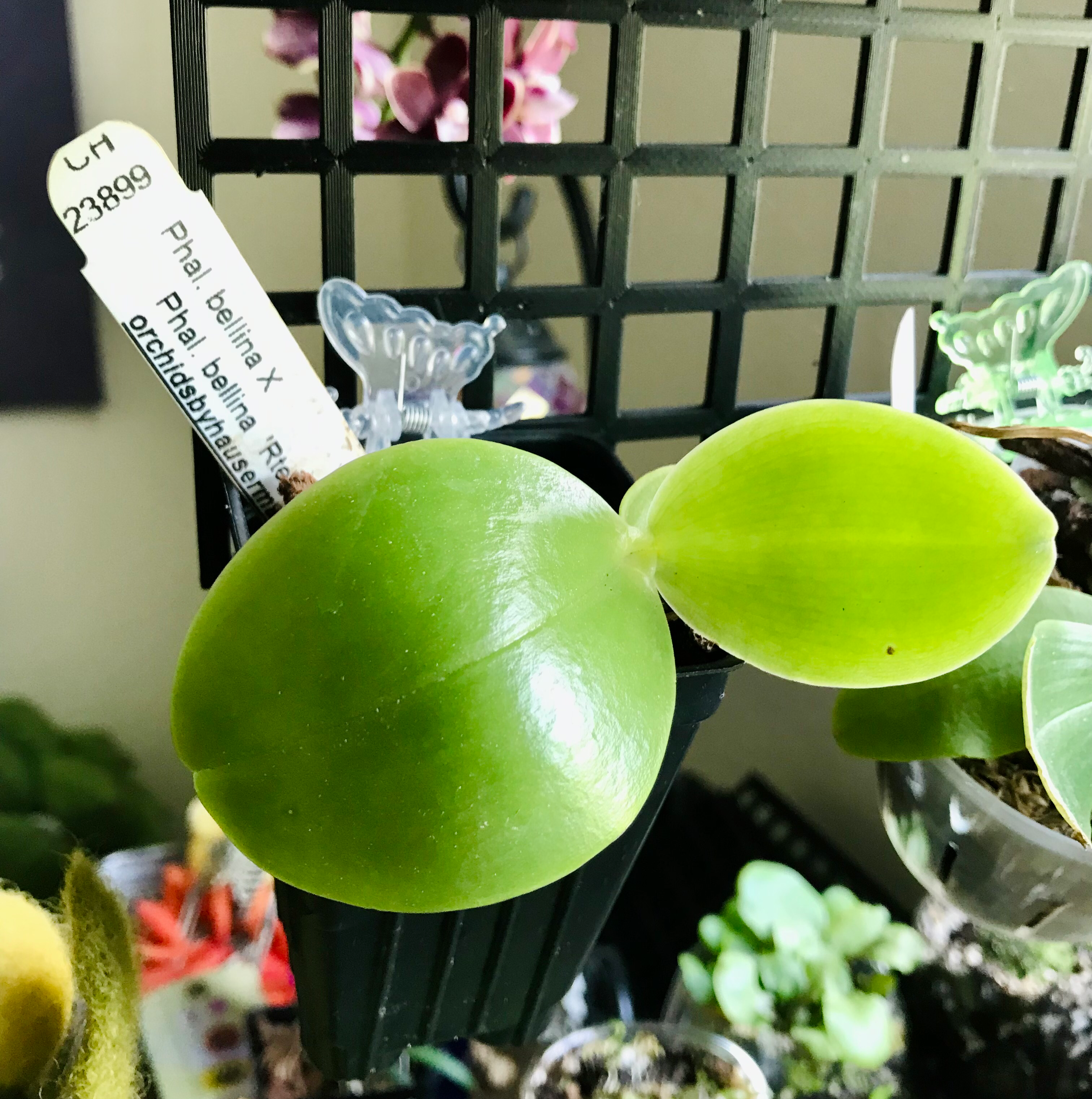 Phal Bellina Flower Spike | Best Flower Site