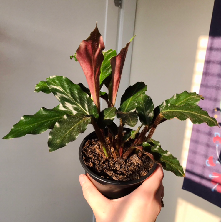 Furry Feather Calathea Plant Care: Water, Light, Nutrients | Greg App 🌱